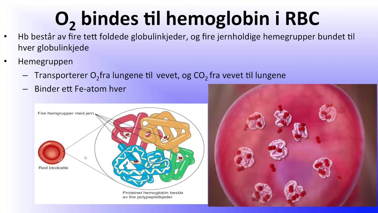 Blodet: Hemoglobin og hematopoiese - YouTube