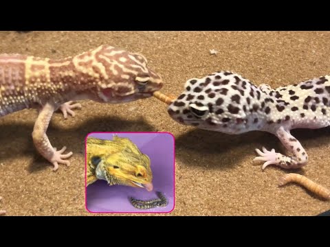 Bearded Dragon Feeding Video ~ Leopard Geckos Fighting over Mealworm ...