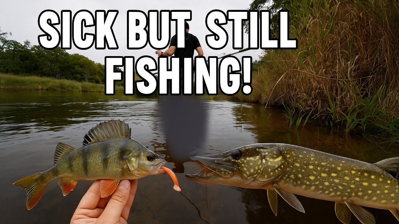 Sick But Still Fishing | Keeper Pike & Perch on My Local River - YouTube