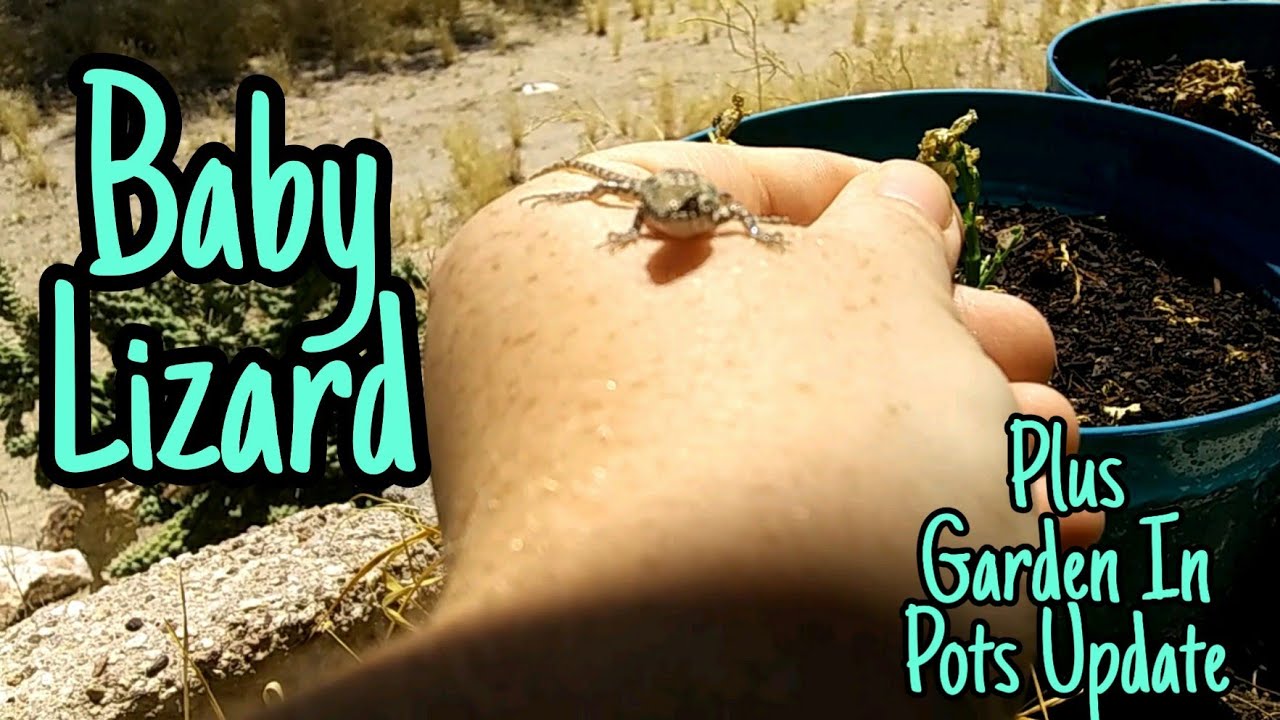 Cute Baby Lizard & Garden In Pots Update - YouTube