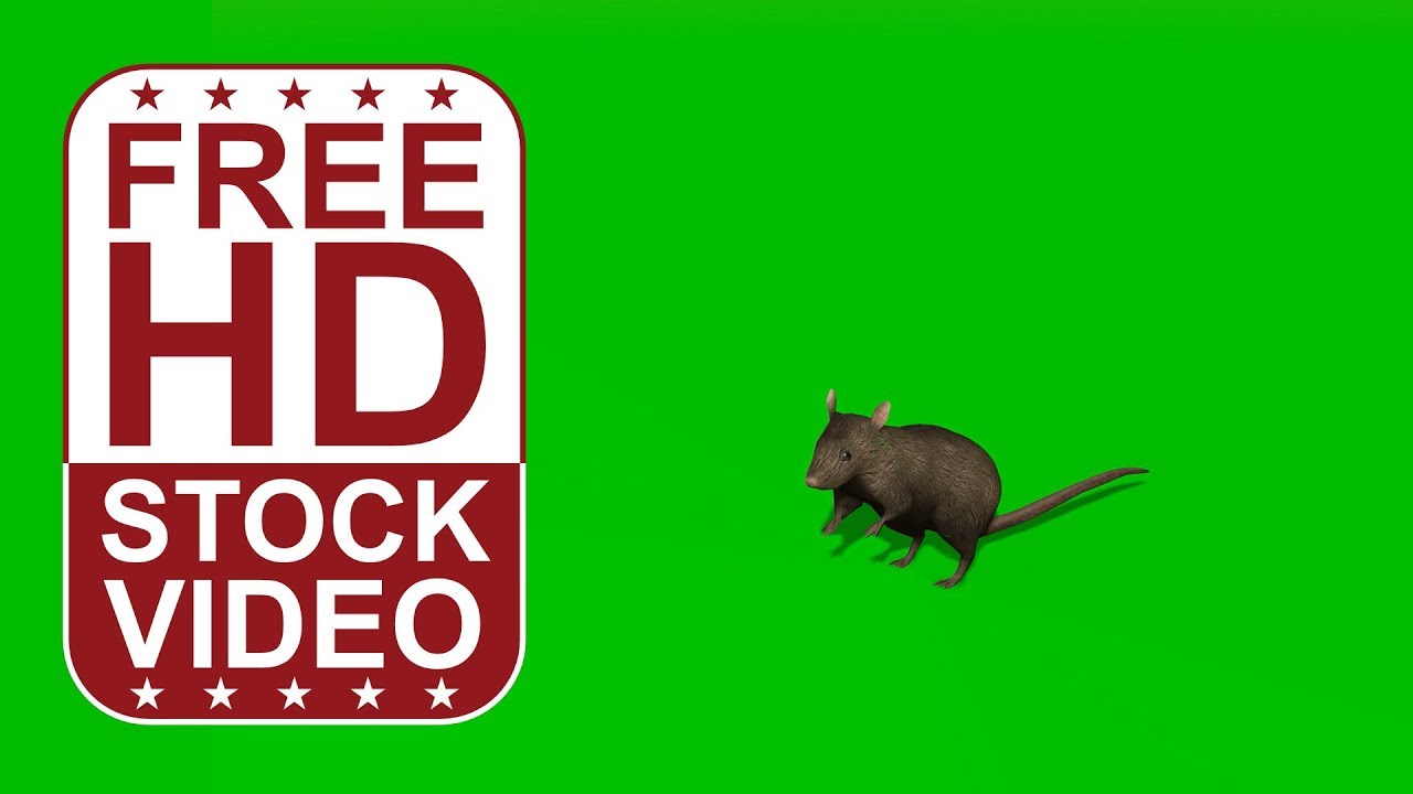 Free Stock Videos - rat idle on green screen with shadows seamless loop ...