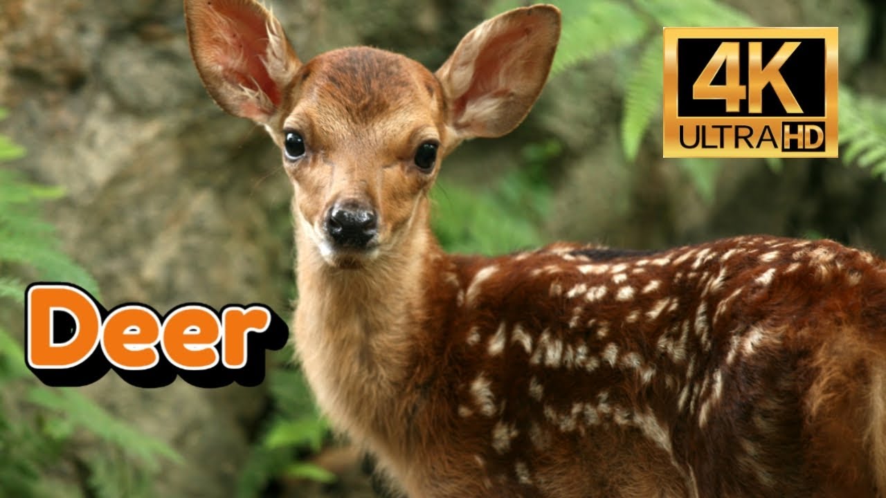 Deer 4K - YouTube