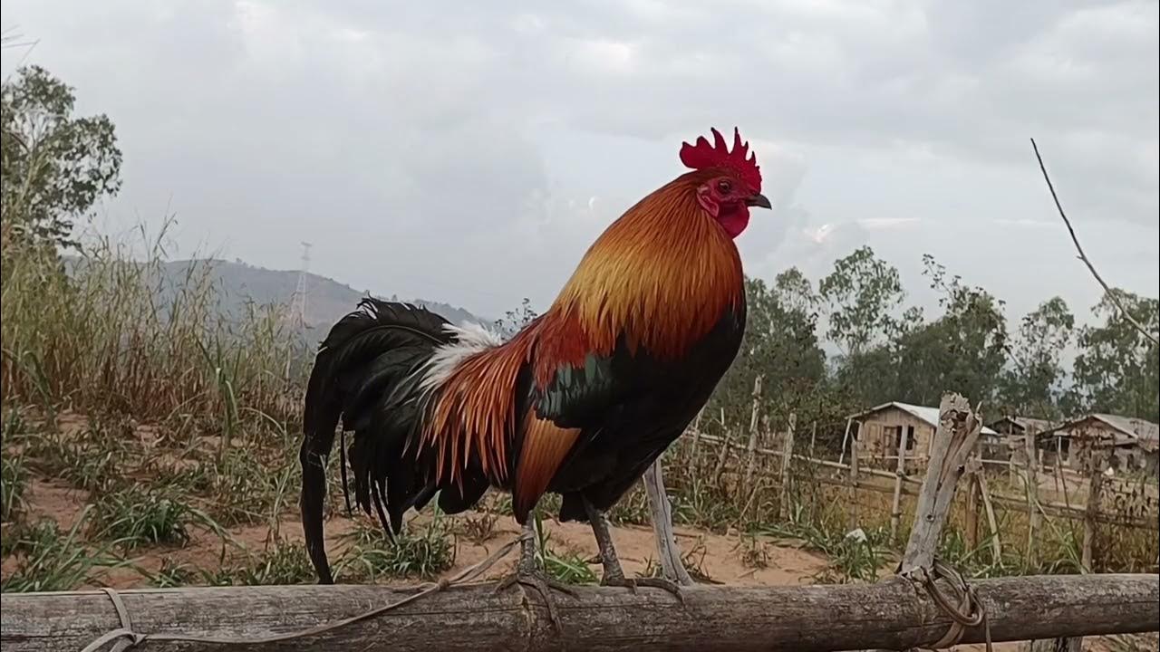 mus saib qaib dib ua kes - YouTube