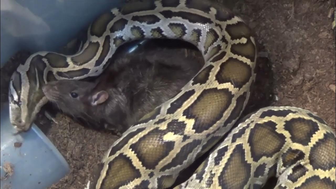 Burmese Python "Arnold" has a rat attached to his head (Live feeding ...