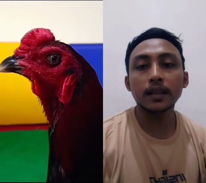 Ayam Import Dari Mr Manoop @LL_ROOSTER #shortvideo #rooster #ayamphakoy ...