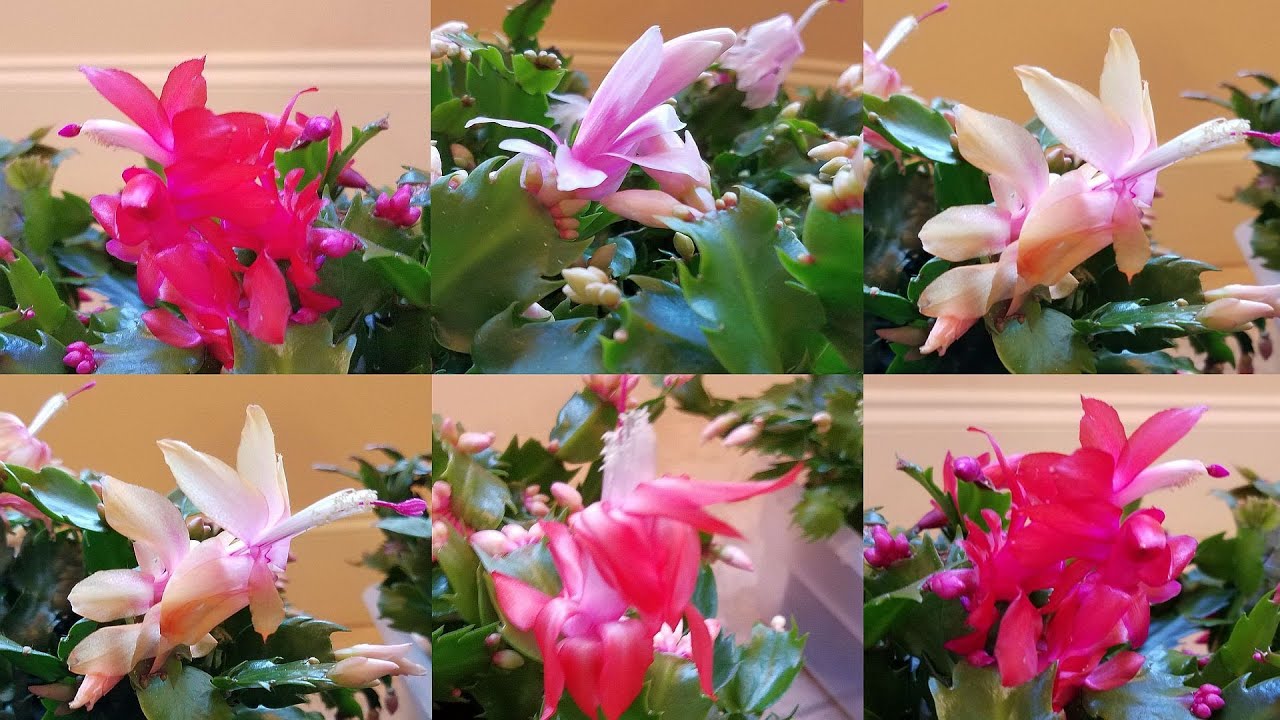 Christmas Cactus Beautiful Color Choices, Thanksgiving Cactus Tips on ...
