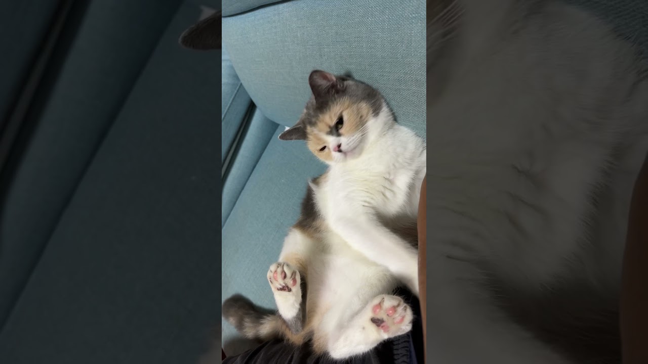Cat Snickering
