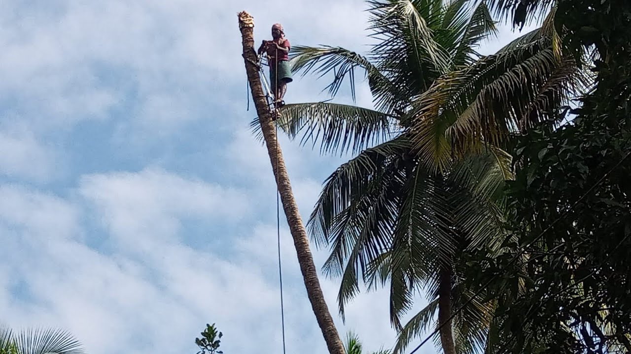45 years of coconut tree cutting/#2021/#southindian Kerala Thrissur ...