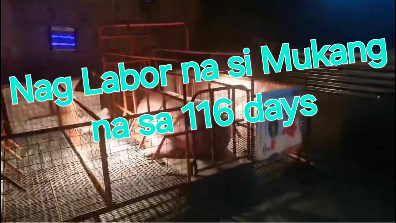 Manganganak na si Mukang - YouTube