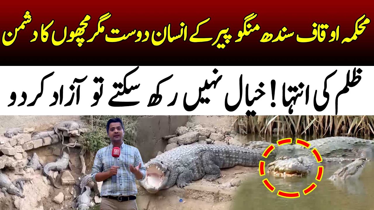 Tomb of Crocodiles | Manghopir Crocodile Karachi | Shayan Saleem ...