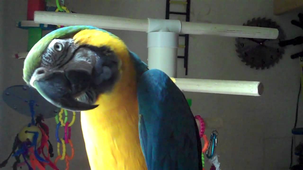 Macaw Talking And Counting - YouTube