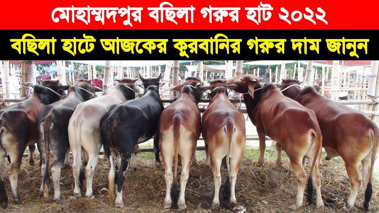 বছিলা গরুর হাট ২০২২ | Bosila gorur haat 2022 | Mohammadpur Bosila gorur ...
