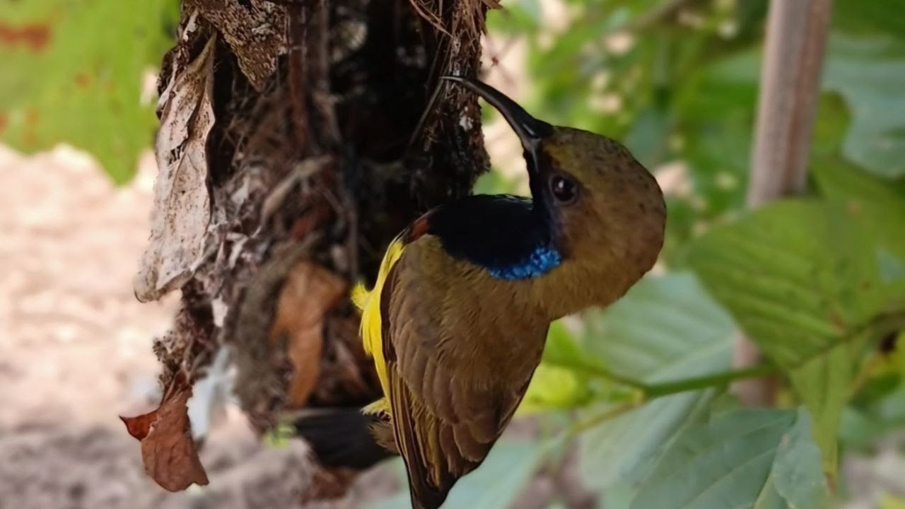 Garden sunbird bird Feed her baby in the nest well. (EP08) Beautiful ...