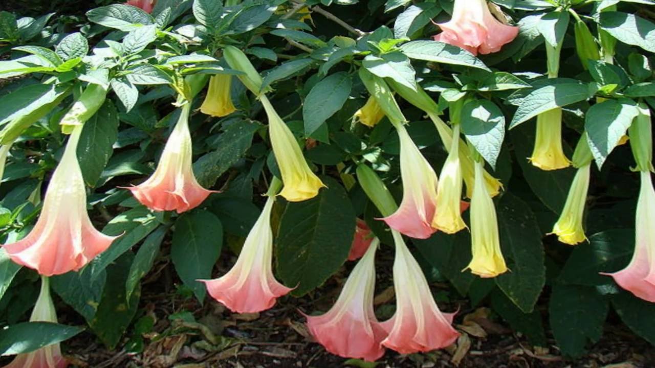 FLOR de LUNA ***** CARLOS SANTANA - YouTube