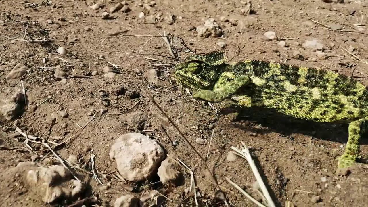 Pachonthi in village side - YouTube