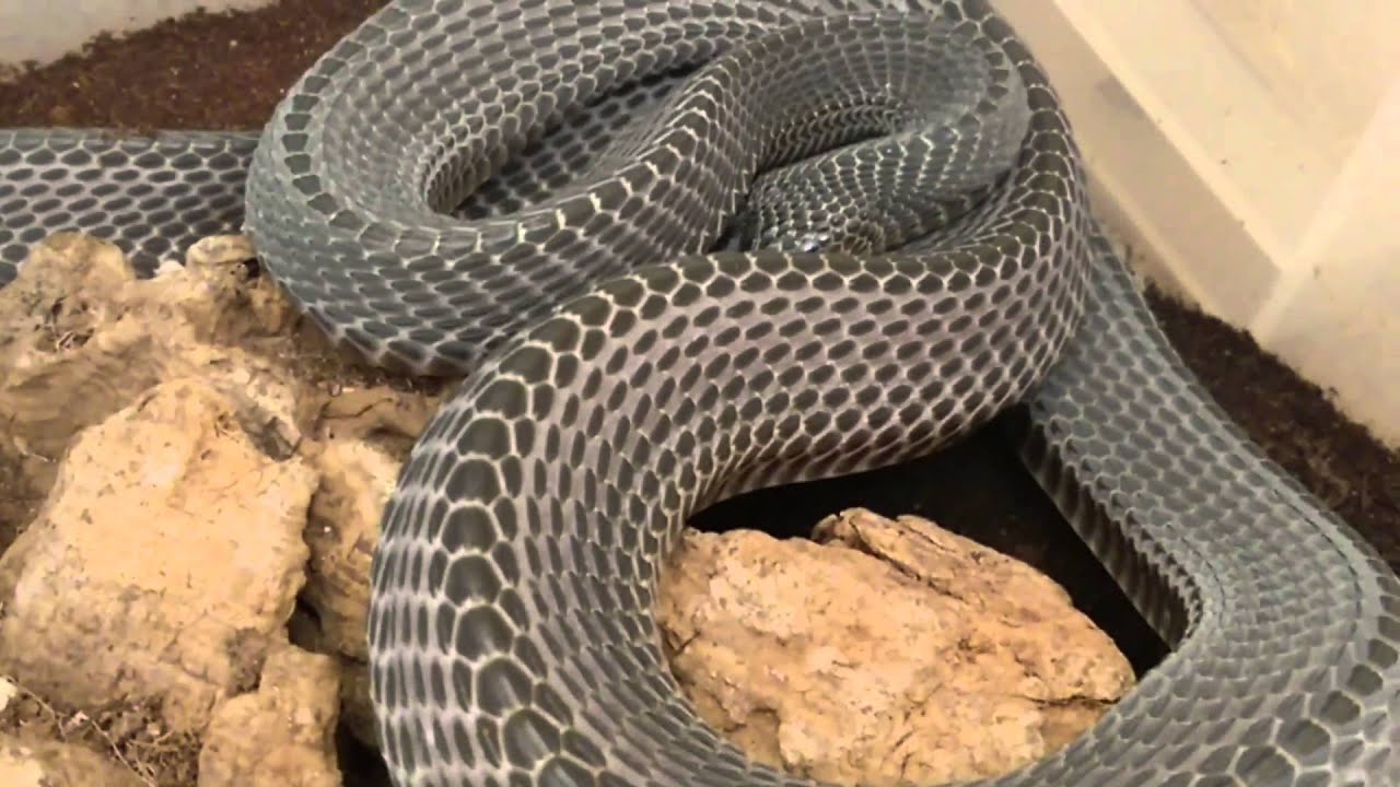 File snake - YouTube