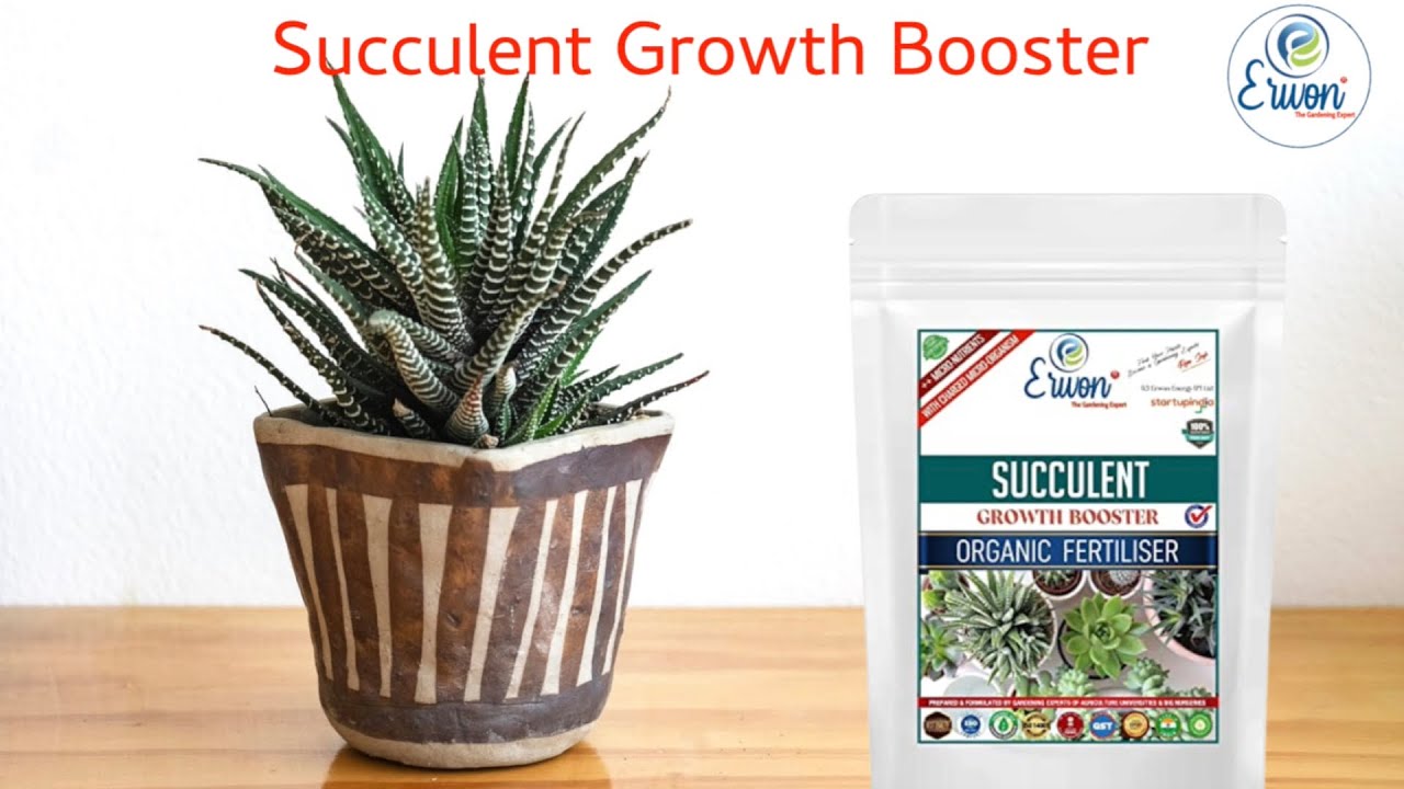 Erwon Succulent Growth Booster Best Organic Fertilizer For Succulent ...