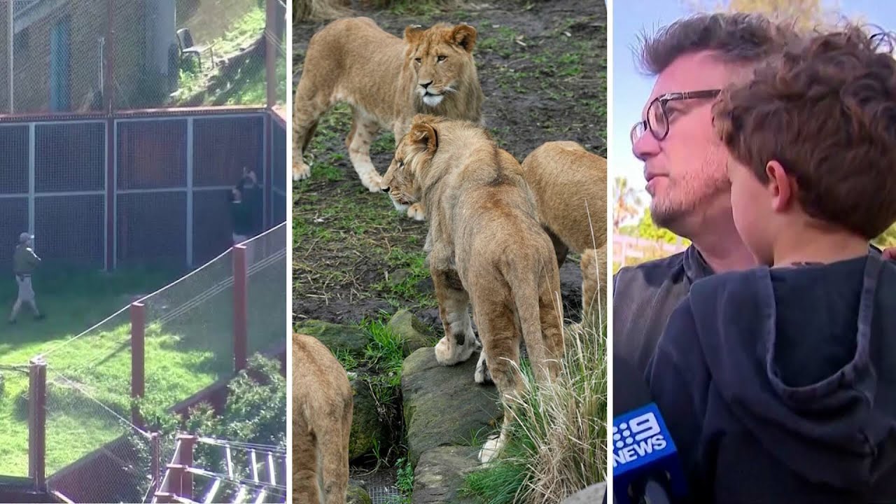 Lejon på rymmen i zoo - ”Vi fick springa” | TV4 Nyheterna | TV4 & TV4 Play - YouTube