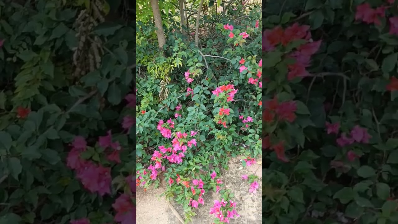 అందమైన పూలతోట a beautiful flower garden sanvitha priya - YouTube