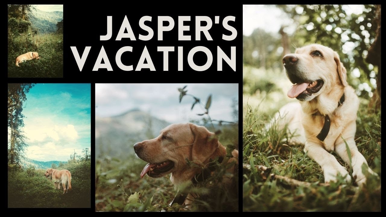 Taking your dog out on a vacation. - YouTube
