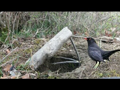 KUŞ KAPANI ( İLKEL KUŞ KAPANI YAPTIM  )