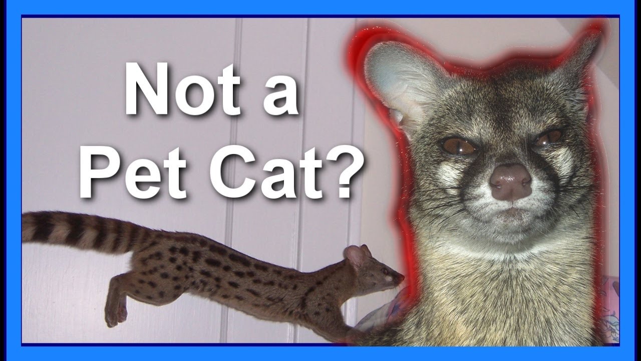 The Spotted Genet: NOT a Pet Cat! - YouTube