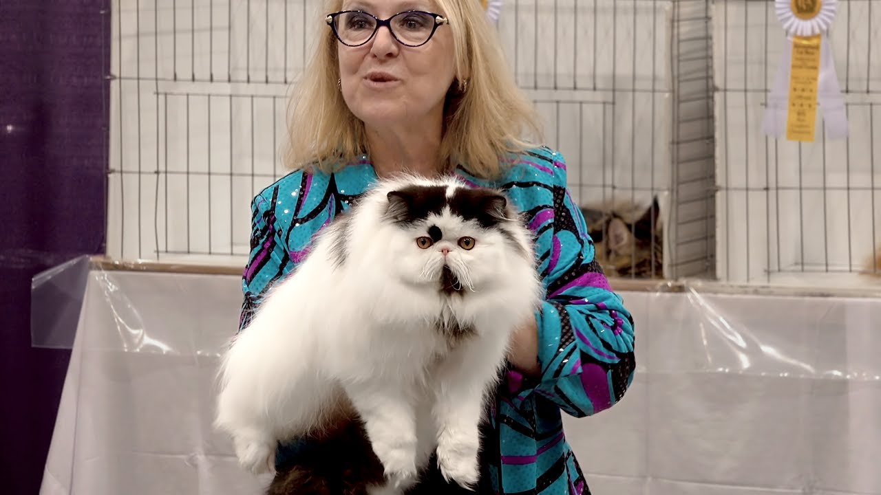 CFA International Show 2018 - Rachel Anger's Championship Allbreed ...