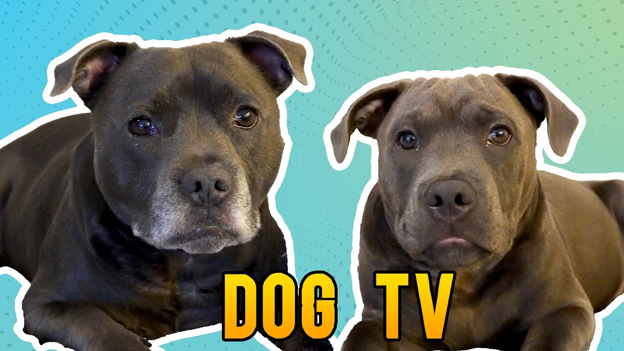 DOG TV: 5 Hour Video For Dogs To Watch! - YouTube