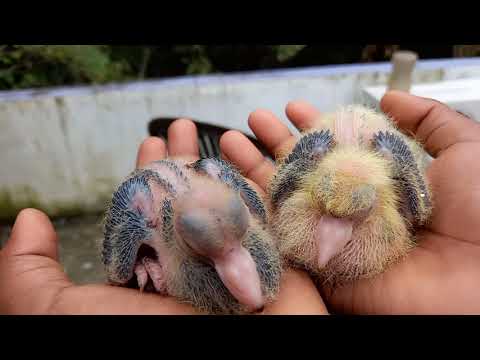 my new pigeons babies - YouTube