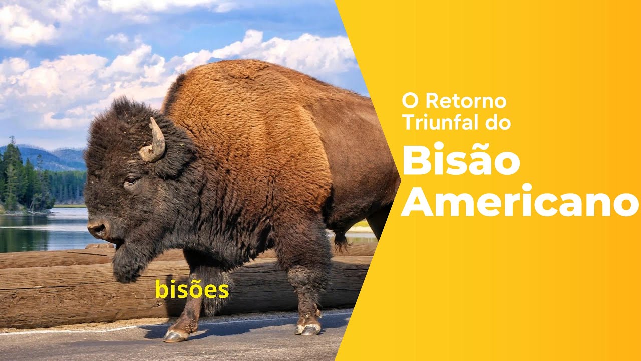 O Retorno Triunfal do Bisão Americano - YouTube