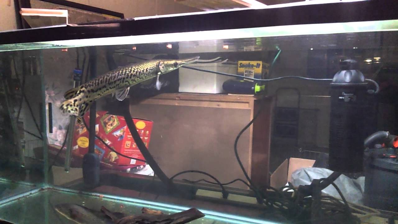 Alligator Gar Eating Pellets - YouTube