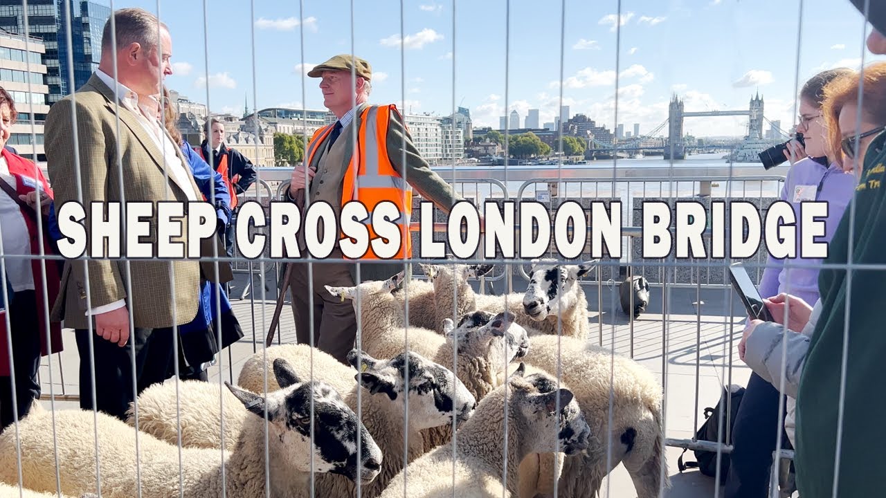 Central London Walk | Sheep walking cross London Bridge [4K HDR] - YouTube