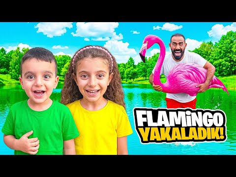 POYRAZ ELİF GÖLDE FLAMİNGO YAKALADIK!!!BABAM ELİNDEN KAÇIRDI!!!