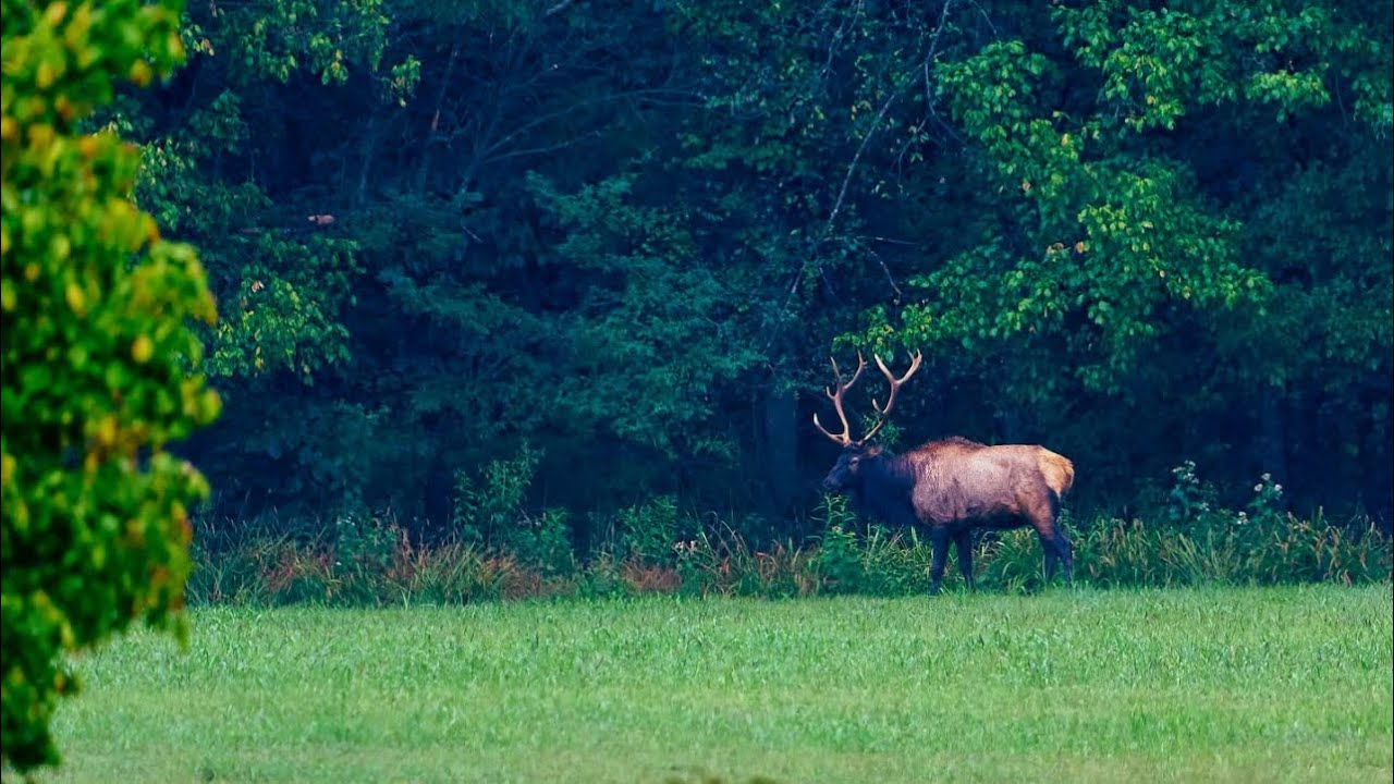 Elk Rut at Buffalo National River: Boxley, Arkansas - YouTube