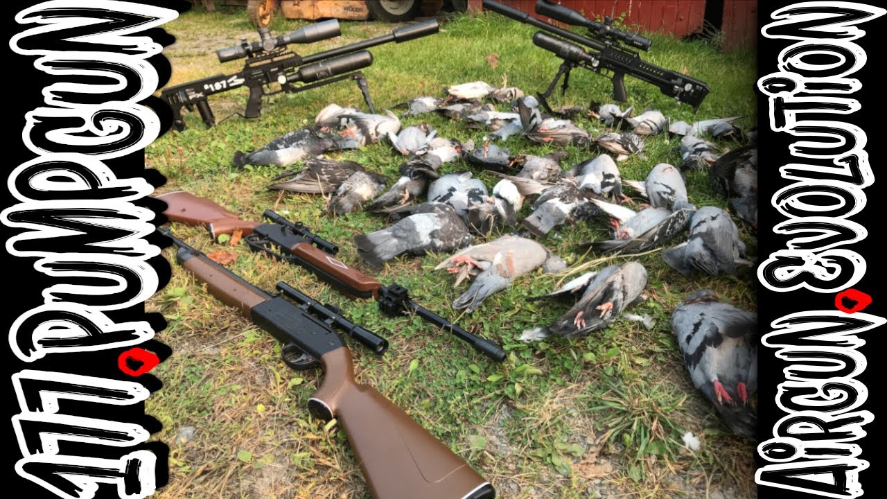 Daisy 880 & Crosman 2100 | PIGEON SMACKDOWN | Airgun Evolution - YouTube