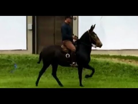 AS MULAS MAIS MARCHADEIRAS MULAS DE PATRÃO DO JEITO QUE OS MULADEIROS ...
