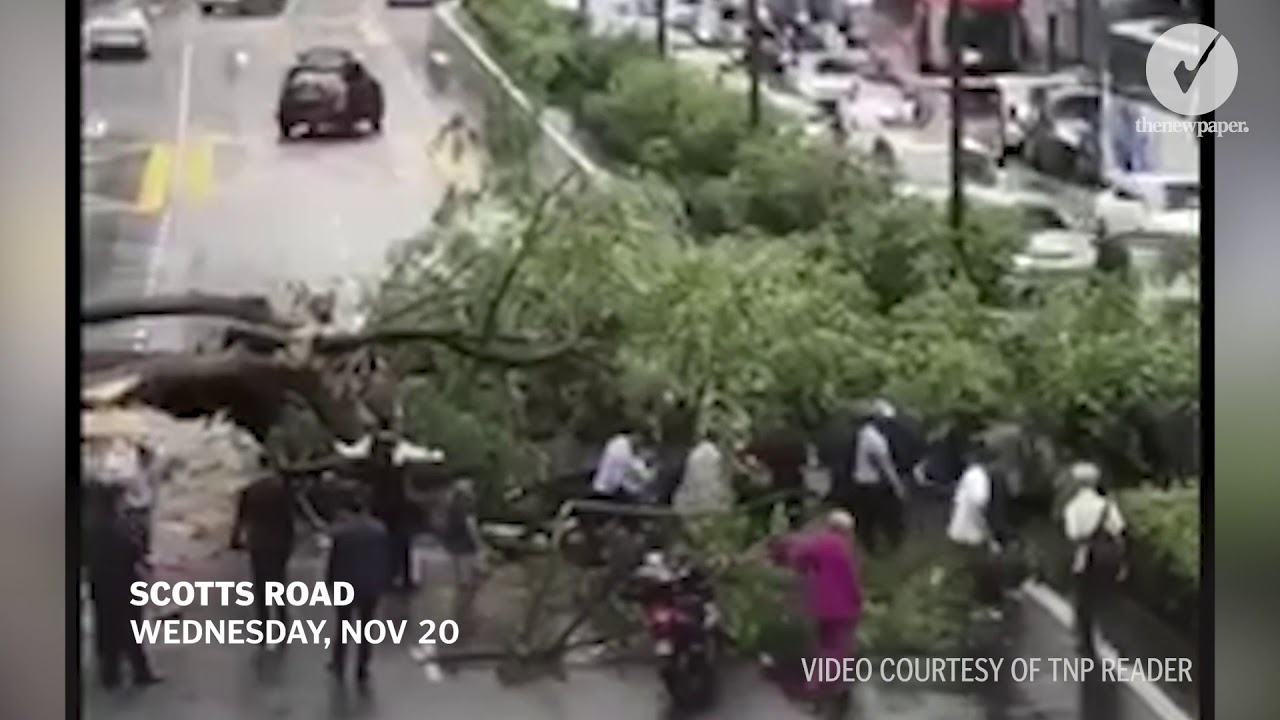 Tree falls on car, blocks four lanes in Scotts Road - YouTube