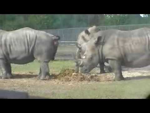 Rhino Poop - YouTube