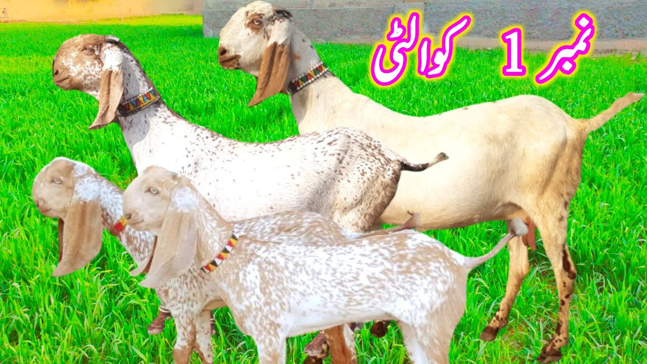 makhi cheeni praignt Goats at bismillah goat farm bakri farm in ...