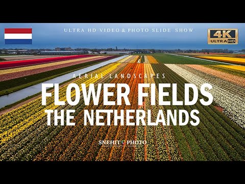 THE NETHERLANDS FLOWER FIELDS, DRONE VIDEO ,4K UHD - PHOTO SHOW - YouTube