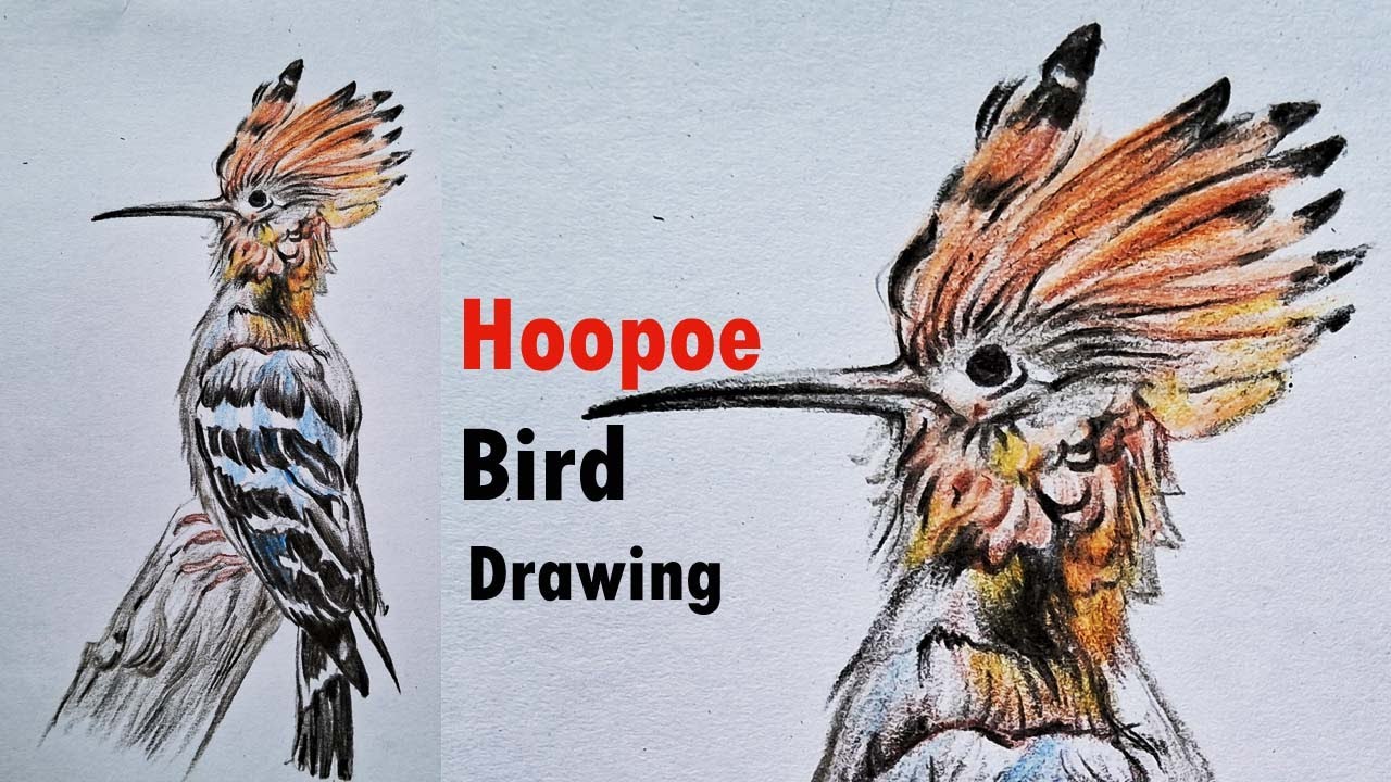 Hoopoe Bird drawing in Colour pencils | drawing a Bird | Camlin ...