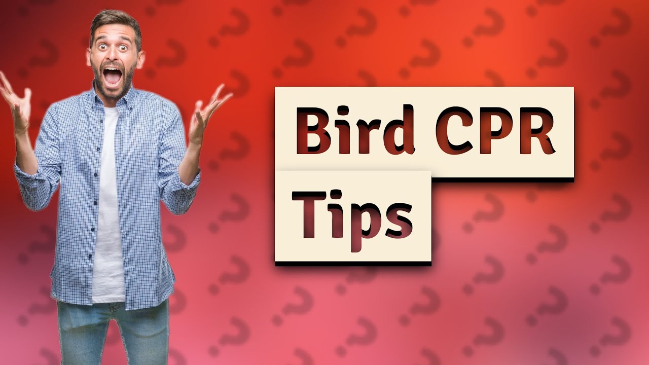 How do you CPR a dead bird? - YouTube