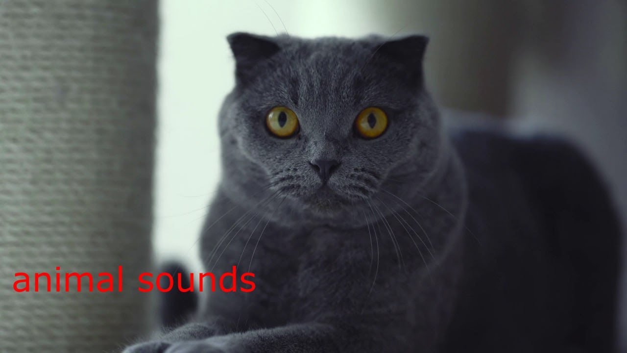 Domestic cats and dogs with their funny animal sounds - YouTube