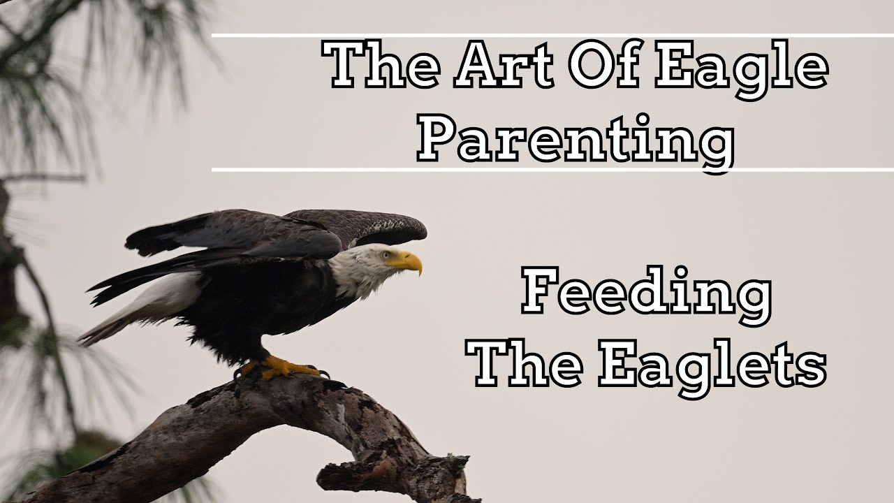 SWFL Eagles- The Art of Eagle Parenting: Feeding the Eaglets, Mantling ...