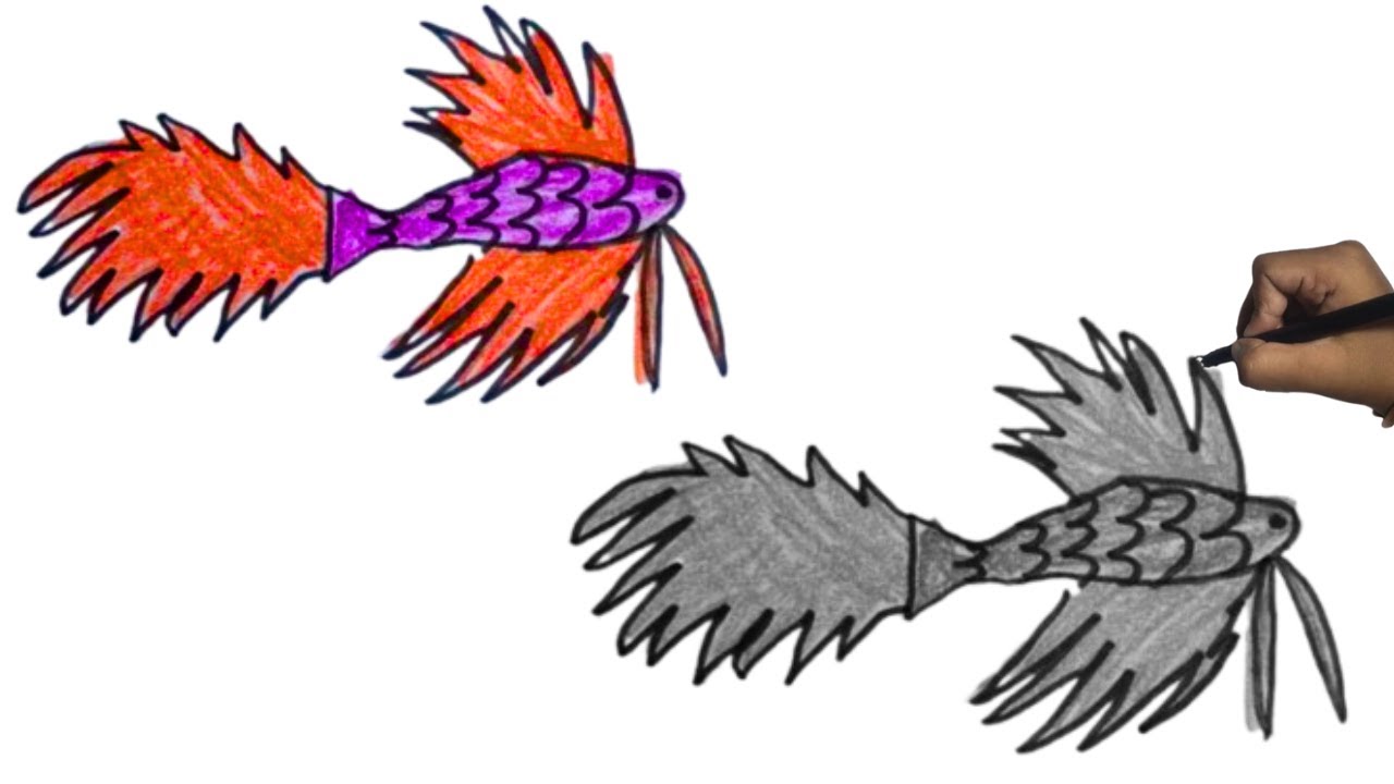 HOW TO DRAW BETTA FISH! CUTE BETTA FISH DRAWING! BETTA FISH DRAWING ...