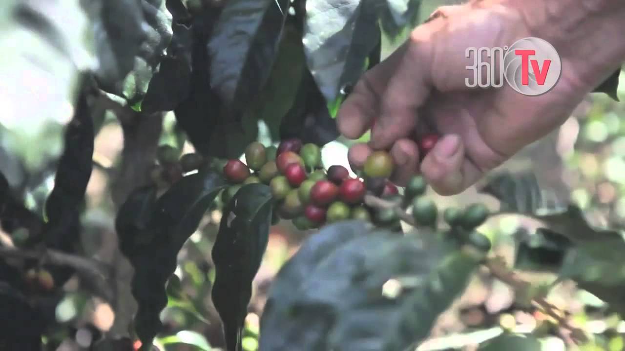 CAFE - YouTube