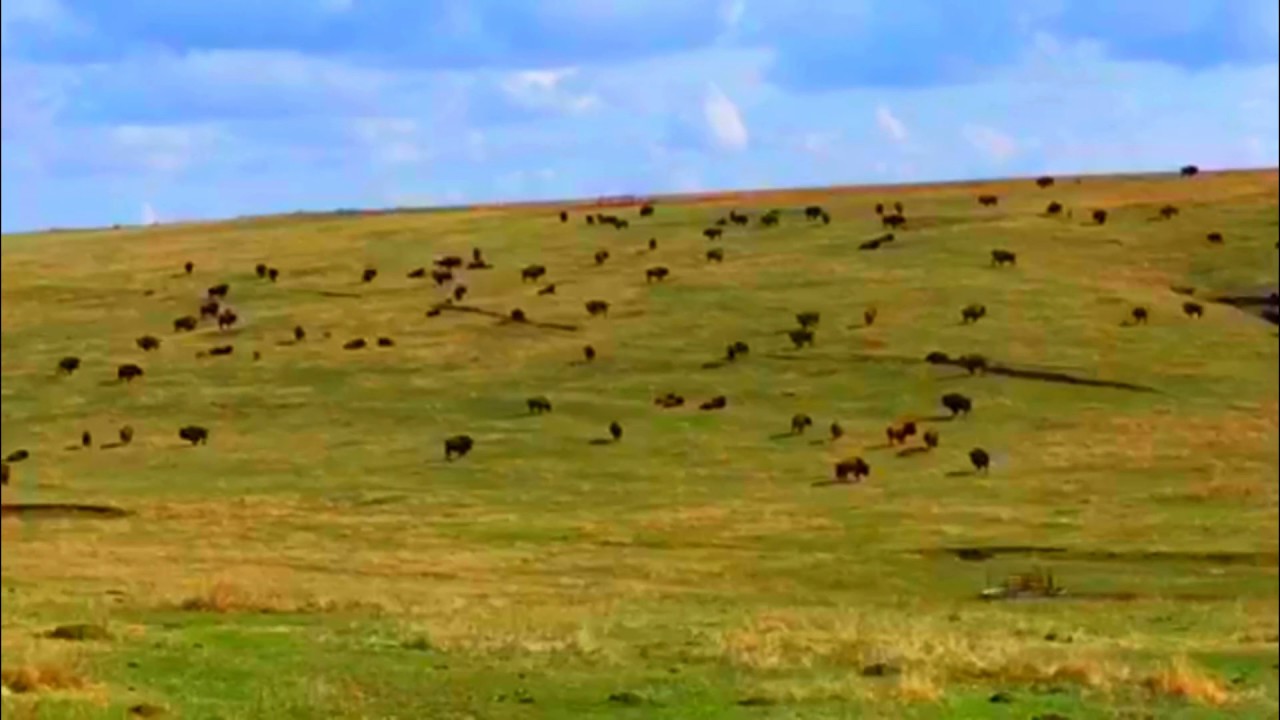 Range Raised Buffalo | www.TheBuffaloGuys.com - YouTube