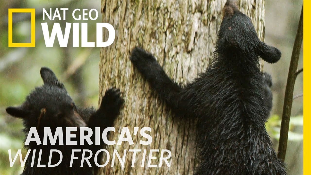 Baby Bears Test Out Climbing Skills | America’s Wild Frontier - YouTube