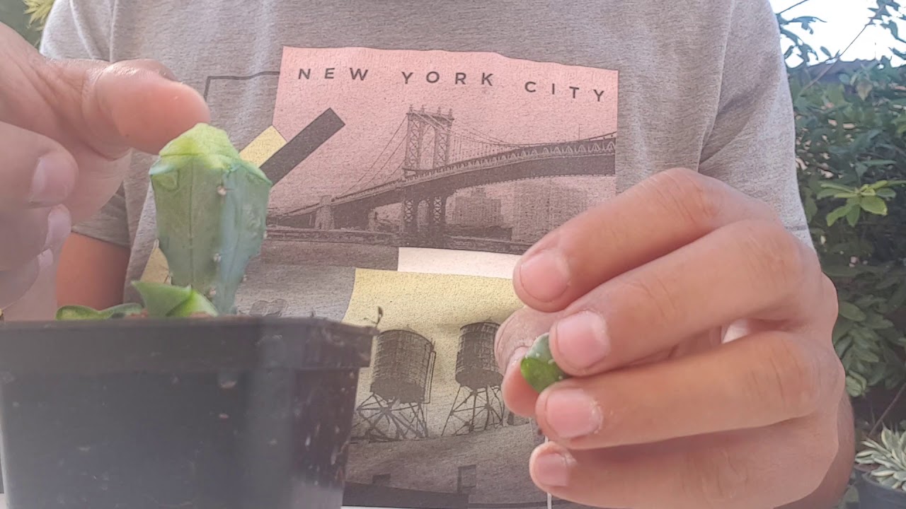 Como hacer un injerto - YouTube