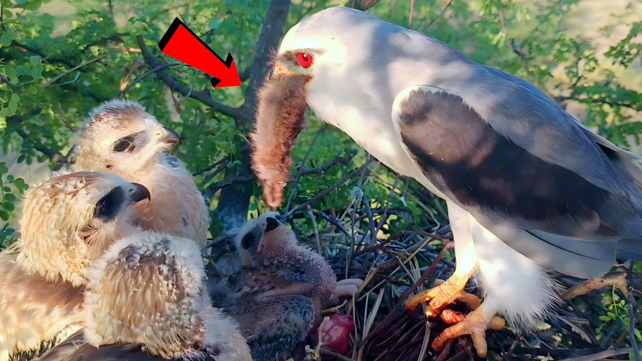 Black winged kite get extraordinary food for her babies that are so ...